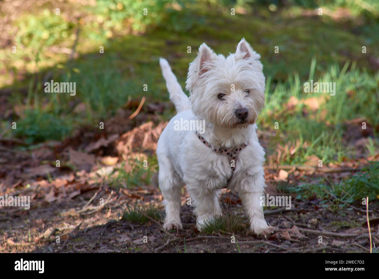 a white western dog walks through the grass with his pointed tail Stock ...