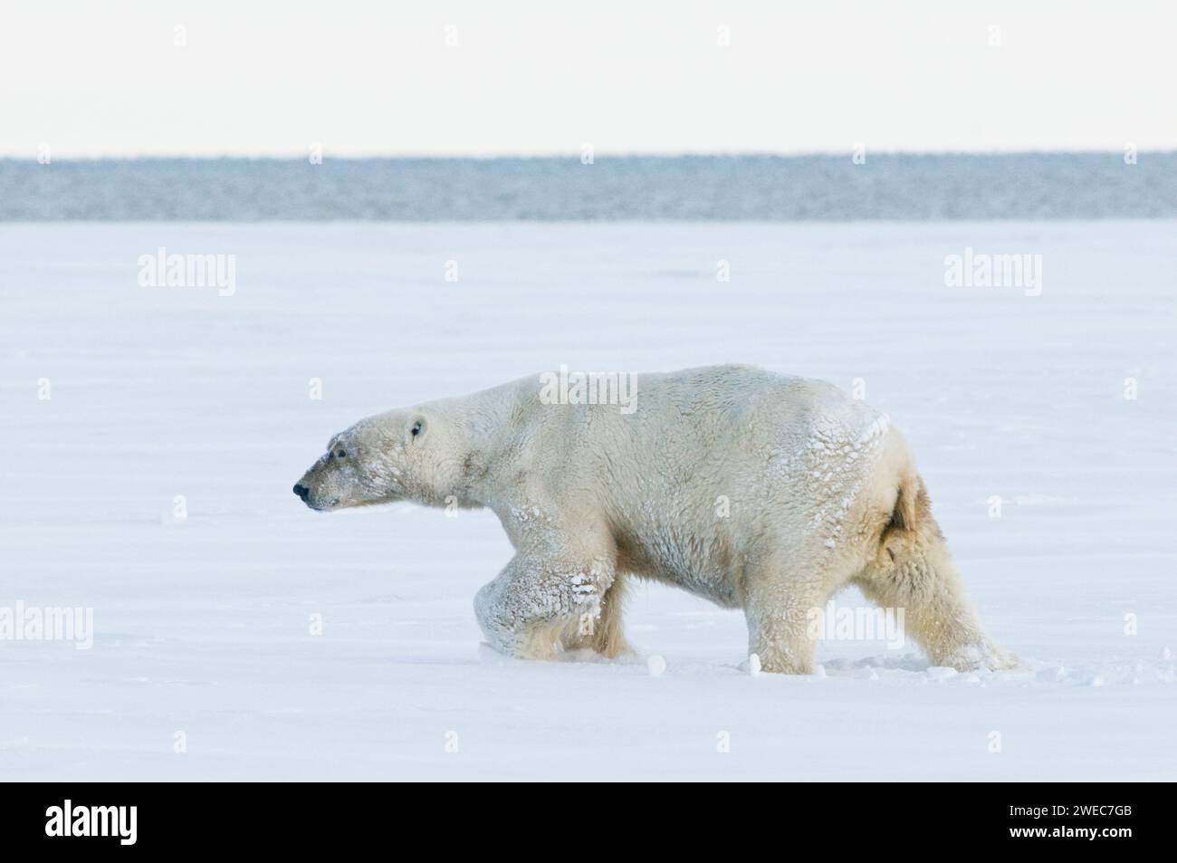 polar bear, Ursus maritimus, large thin old boar walks along the arctic ...