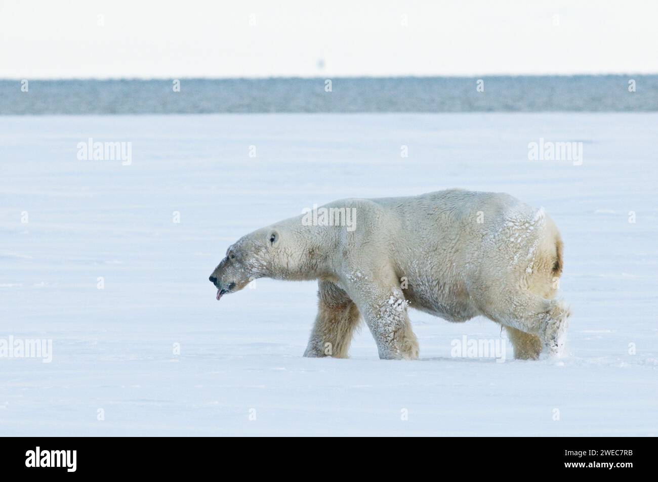 polar bear, Ursus maritimus, large thin old boar walks along the arctic ...
