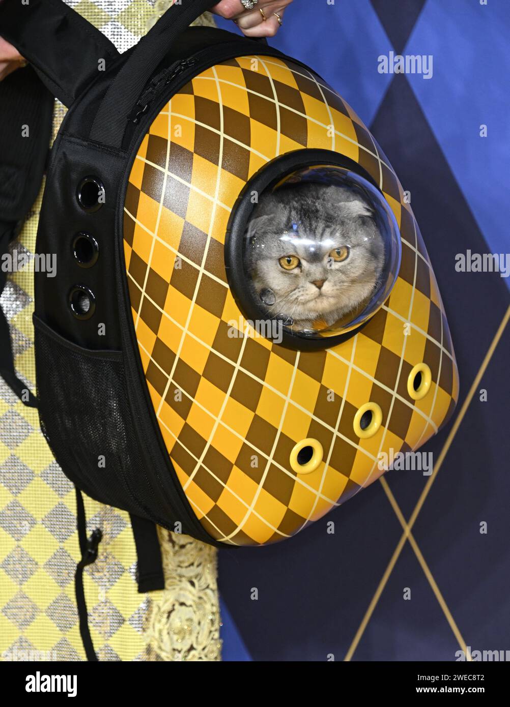 Chipthecat hi-res stock photography and images - Alamy