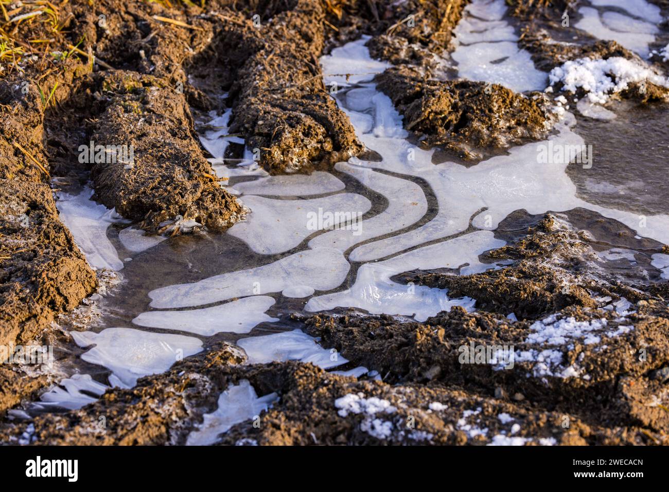 Puddle of frozen water in tractor tracks in a field with clods of earth ...