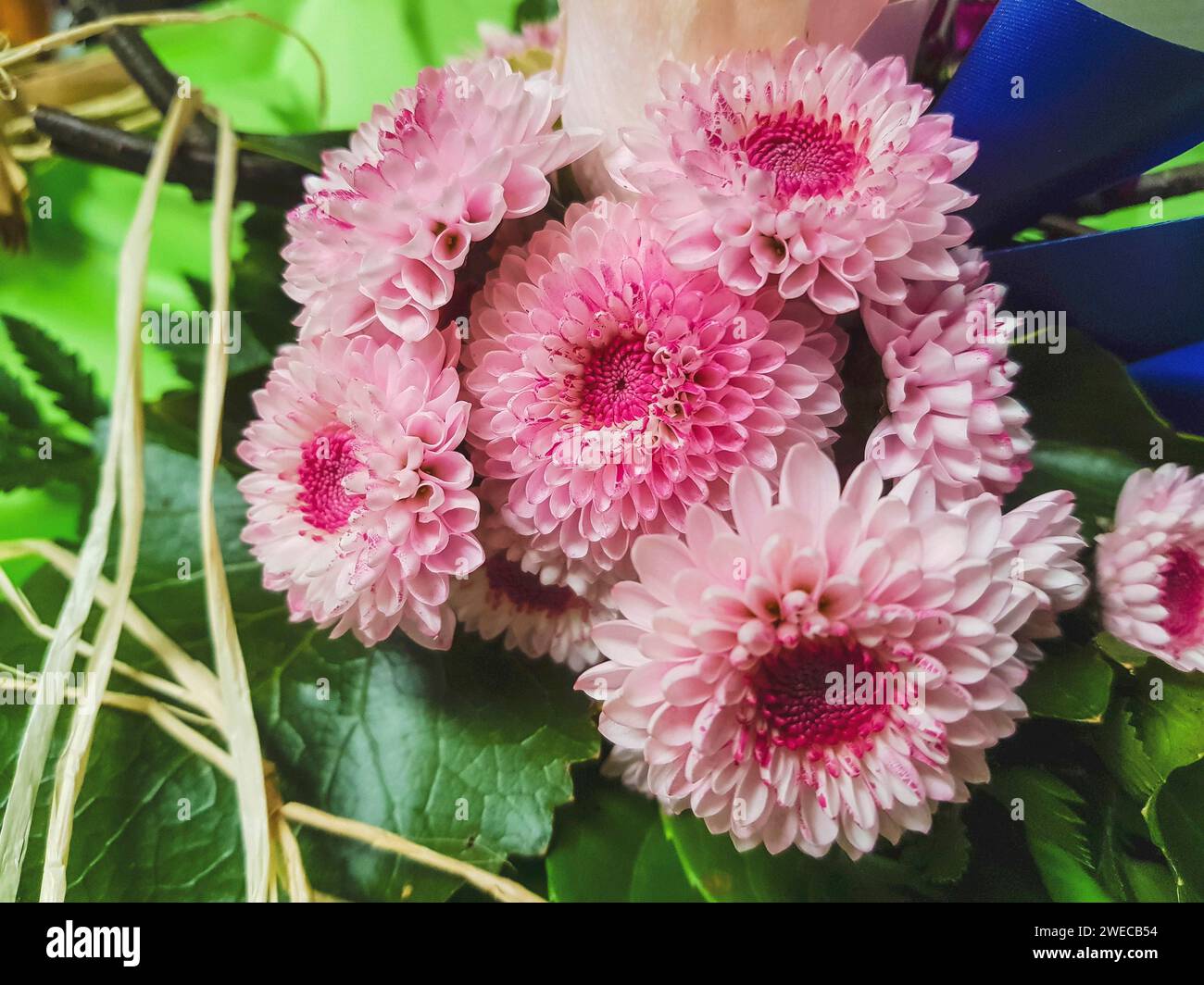 Georginas hi-res stock photography and images - Alamy