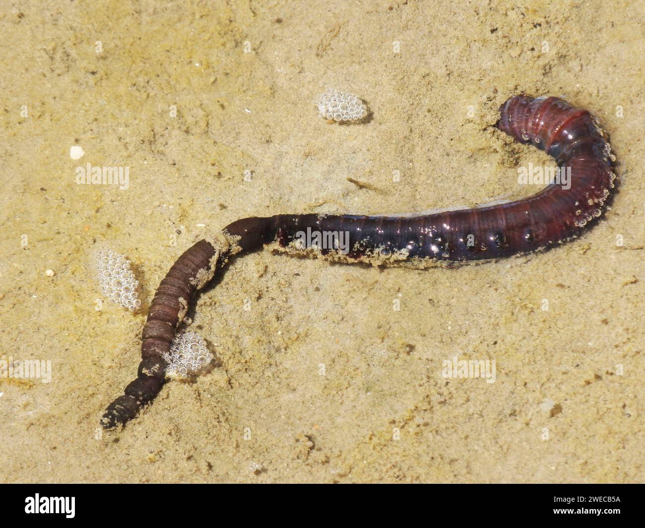 European lug worm, blow lug, lugworm (Arenicola marina), in the wadden ...