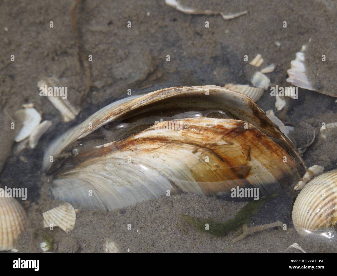 sand gaper, soft-shelled clam, softshell clam, large-neck clam, steamer ...