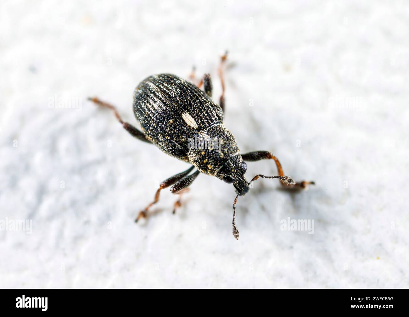 Rhinoncus hi-res stock photography and images - Alamy