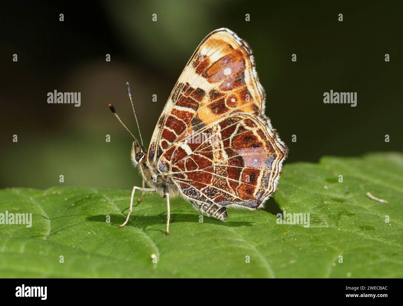 Lepidopteran forms hi-res stock photography and images - Alamy
