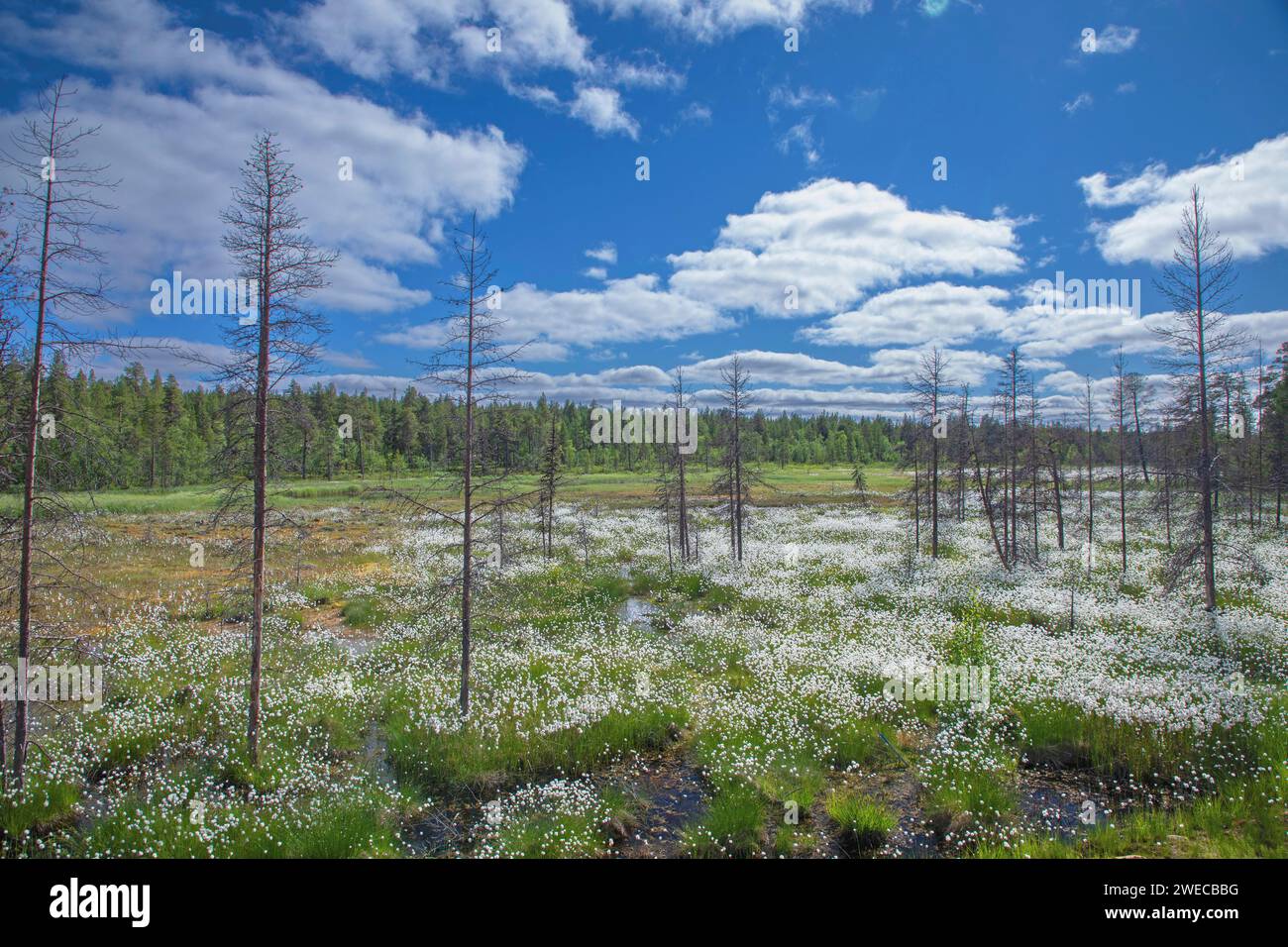 raised bog with cotton grass and dead spruce trees, Finland, Kaamanen ...