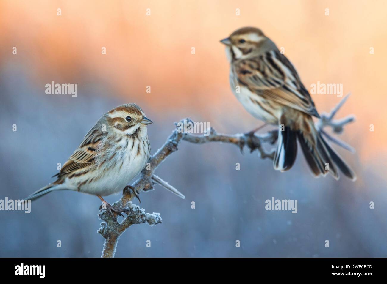 reed bunting (Emberiza schoeniclus), two reed buntings perching on a ...