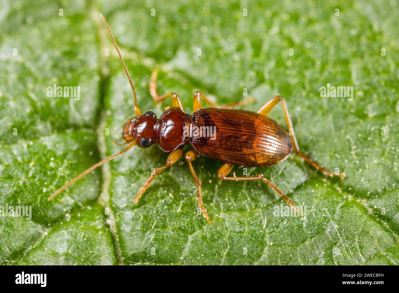 Black-headed beard runner (Leistus ferrugineus), sitting on a leaf, top ...
