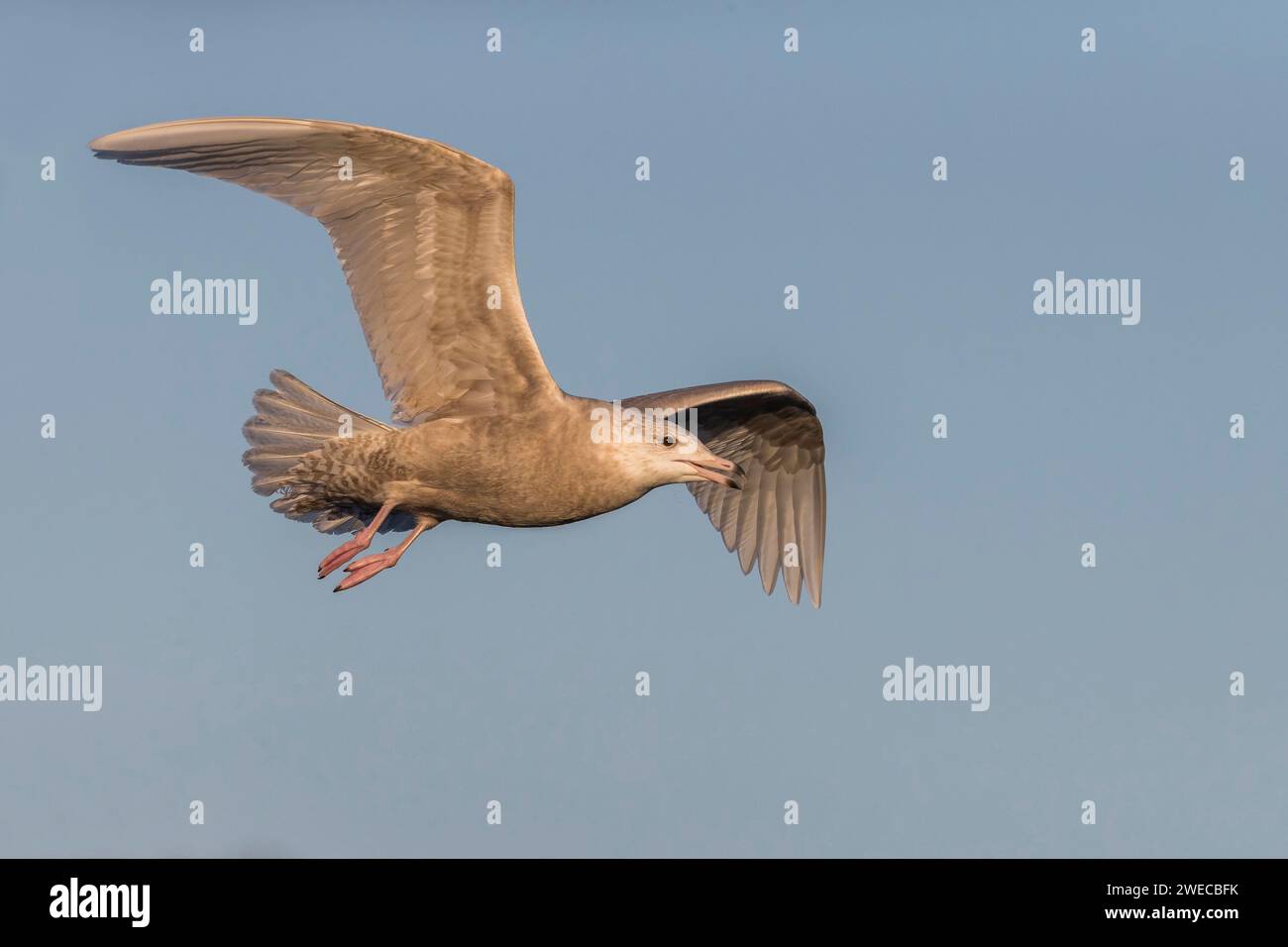 glaucous gull (Larus hyperboreus), immature bird in flight, side view ...