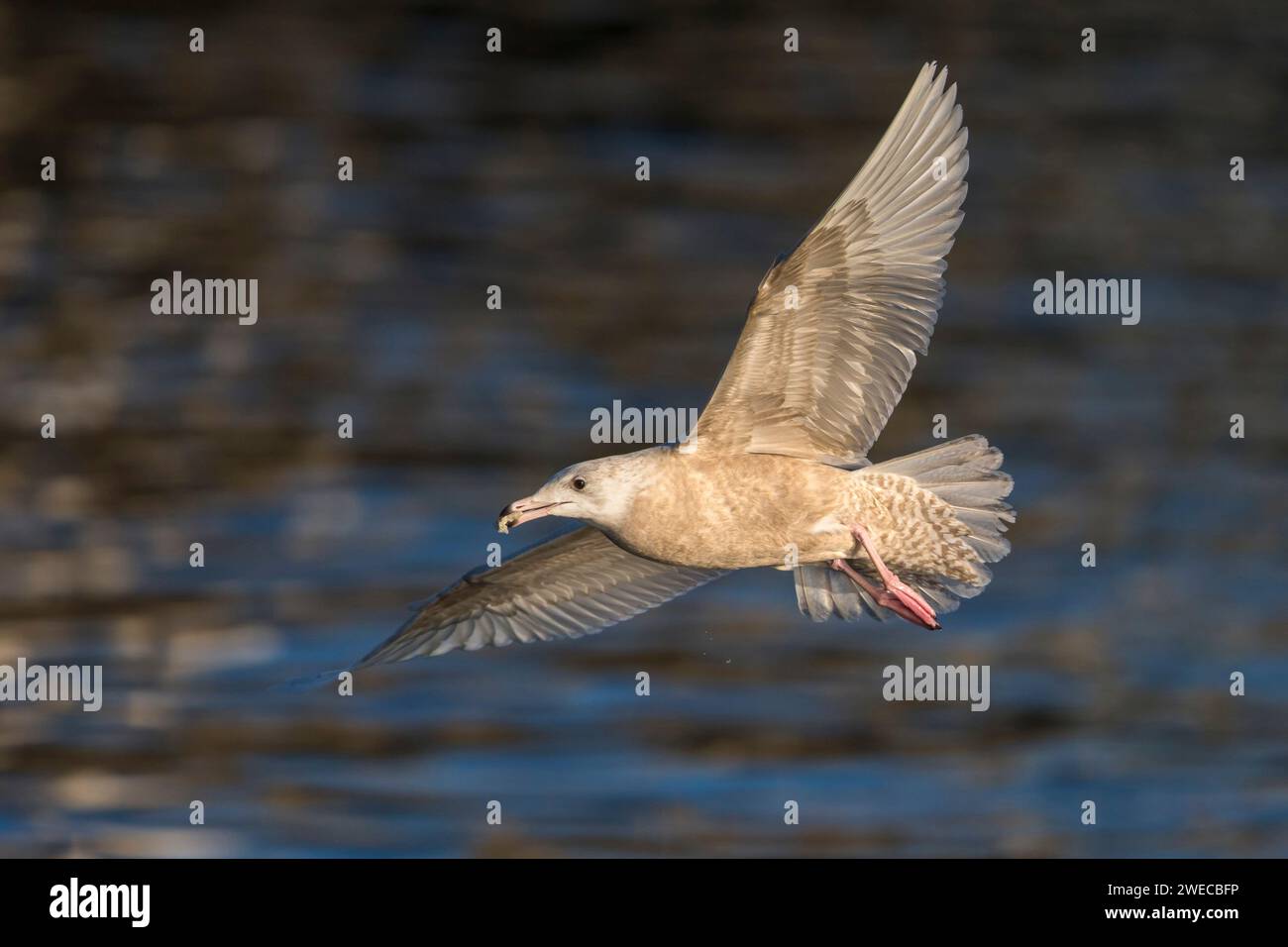glaucous gull (Larus hyperboreus), immature bird with prey in the bill ...