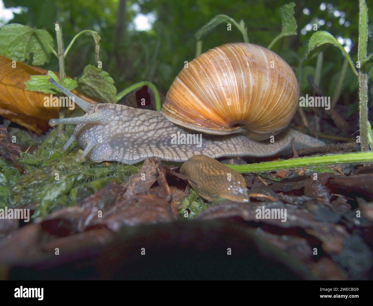 Roman snail, escargot, escargot snail, edible snail, apple snail ...