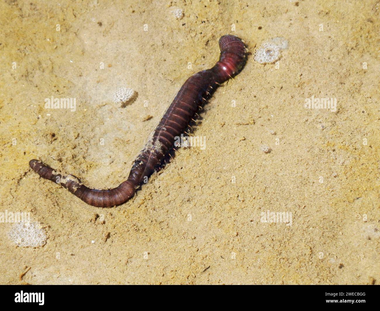 Mud lugs hi-res stock photography and images - Alamy