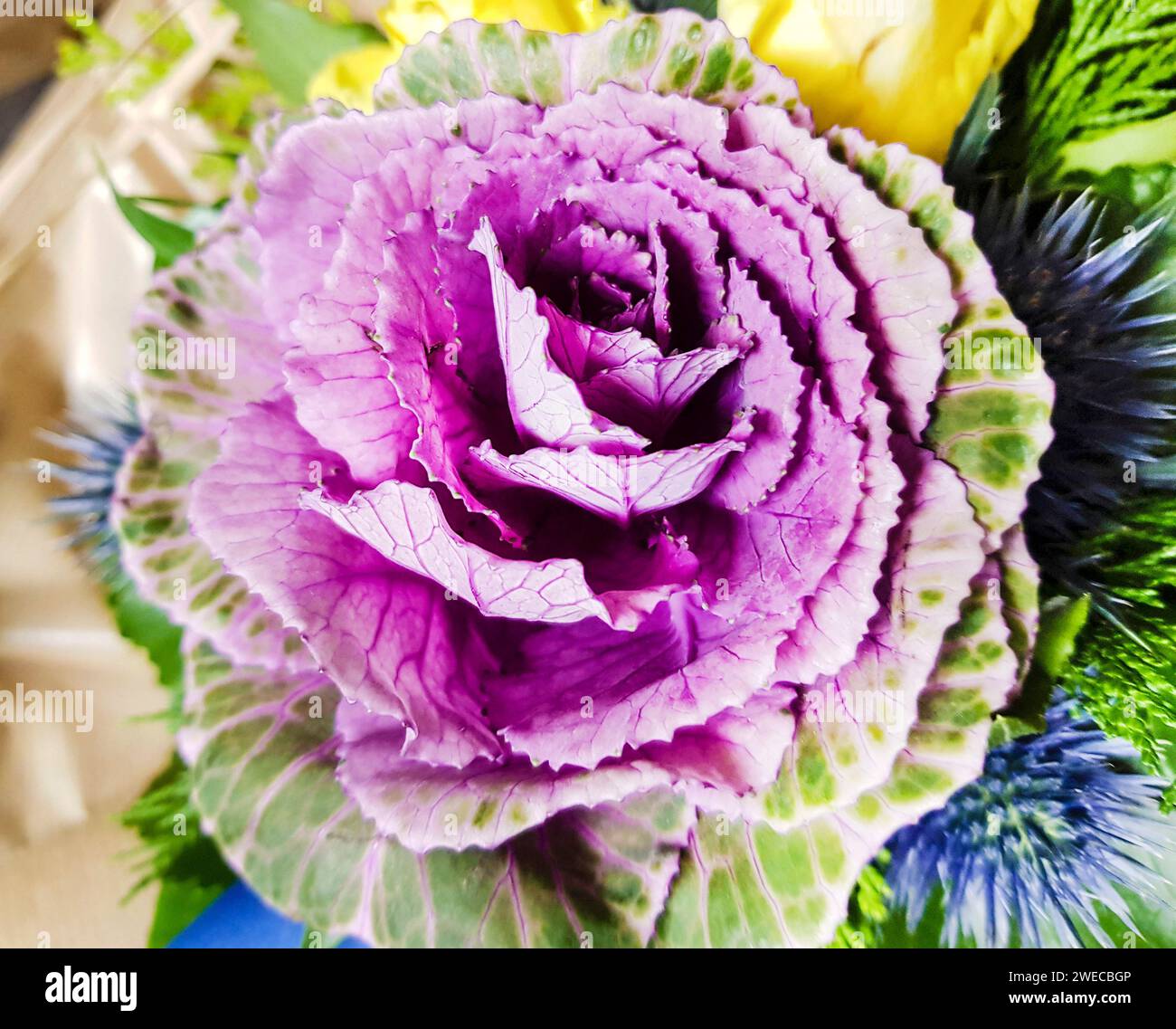 Ornamental cabbage bouquet hi-res stock photography and images - Alamy