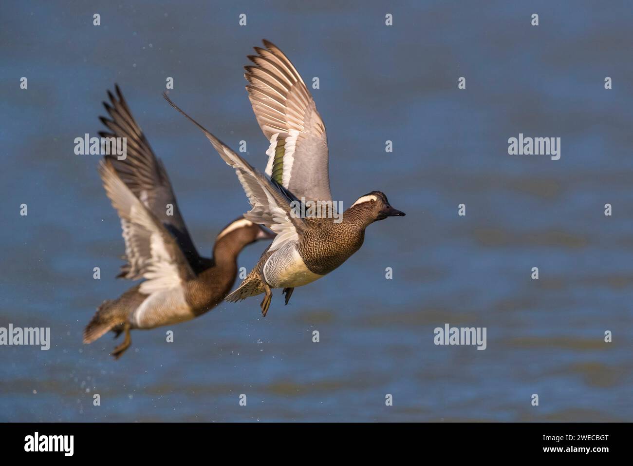 garganey (Anas querquedula), two drakes in flight, side view, Italy ...