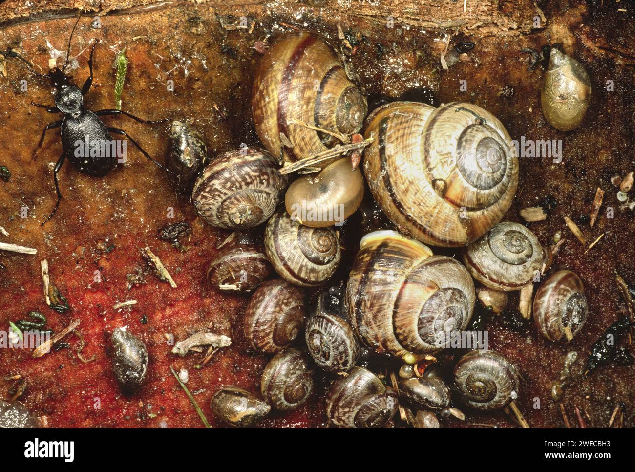 Orchard snail, Copse snail (Arianta arbustorum), several, Germany Stock ...