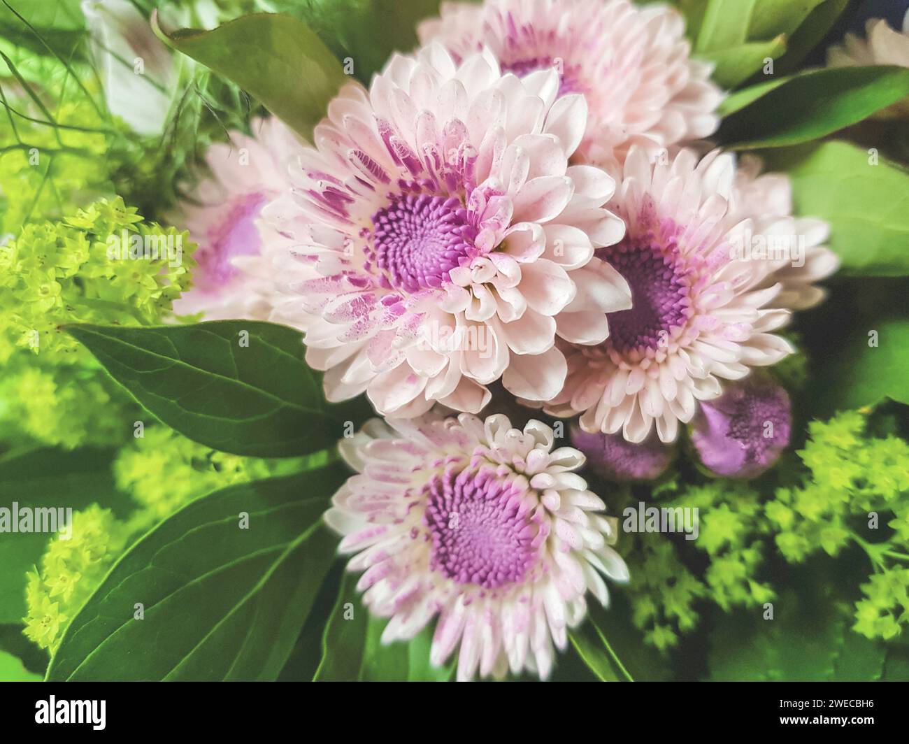 Georginas hi-res stock photography and images - Alamy