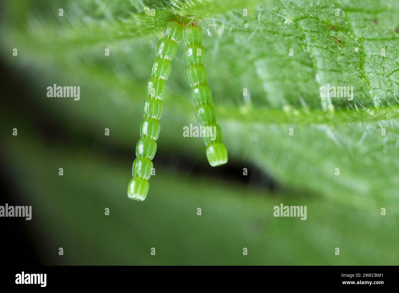 map butterfly (Araschnia levana), eggs on stinging nettle, Germany ...