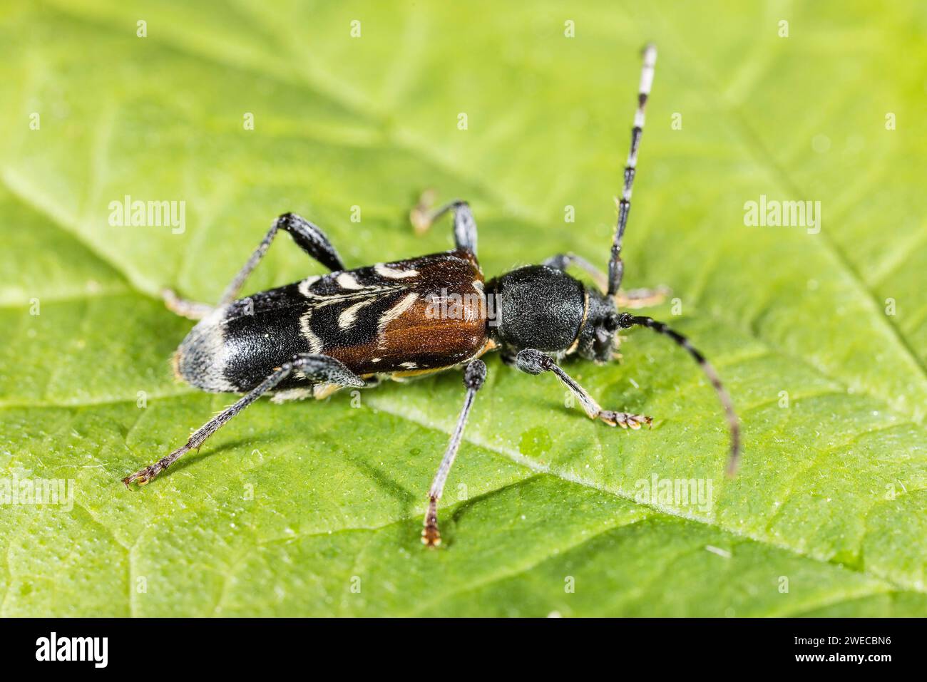 grey-coated longhorn beetle (Anaglyptus mysticus), sitting on a leaf ...
