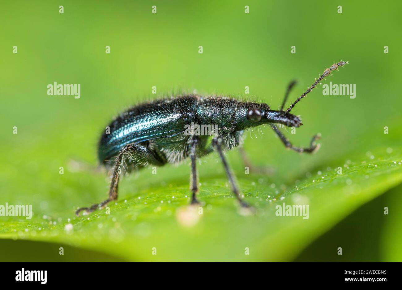 weevils (Lasiorhynchites cavifrons), sitting on a leaf, side view ...
