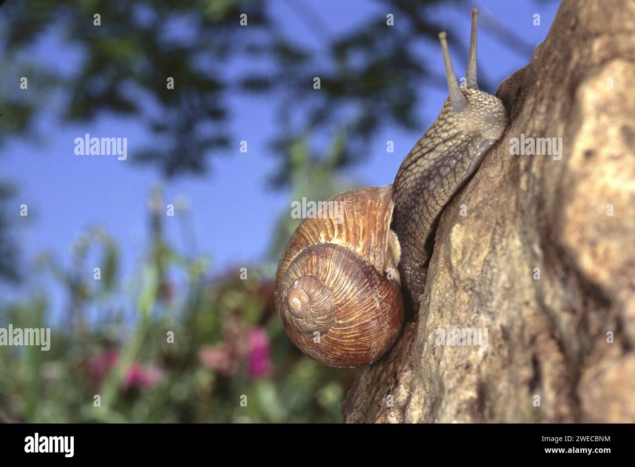 Roman snail, escargot, escargot snail, edible snail, apple snail ...