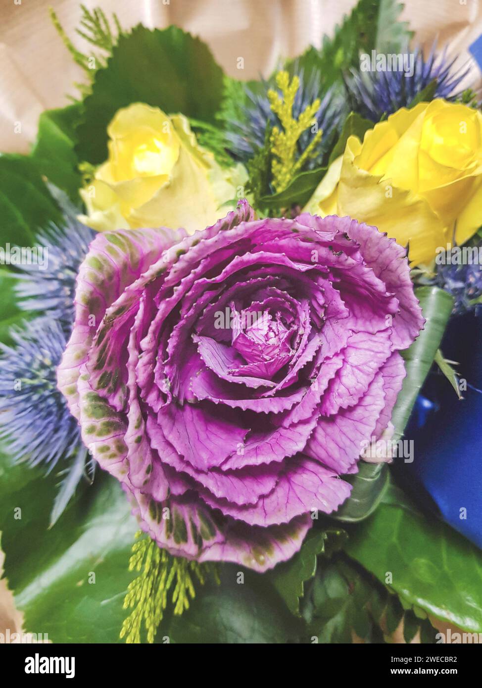 Cabbage roses hi-res stock photography and images - Alamy