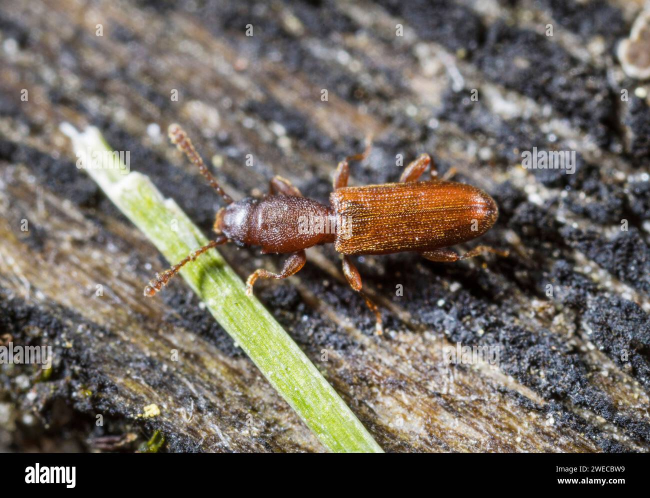 Silvan flat bark beetles hi-res stock photography and images - Alamy