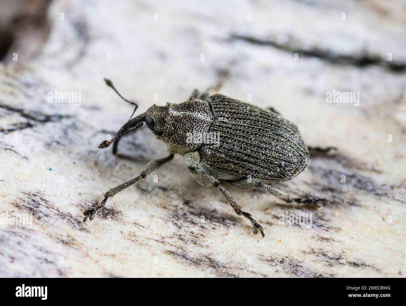 cabbage seedpod weevil (Ceutorhynchus obstrictus), side view, Germany ...