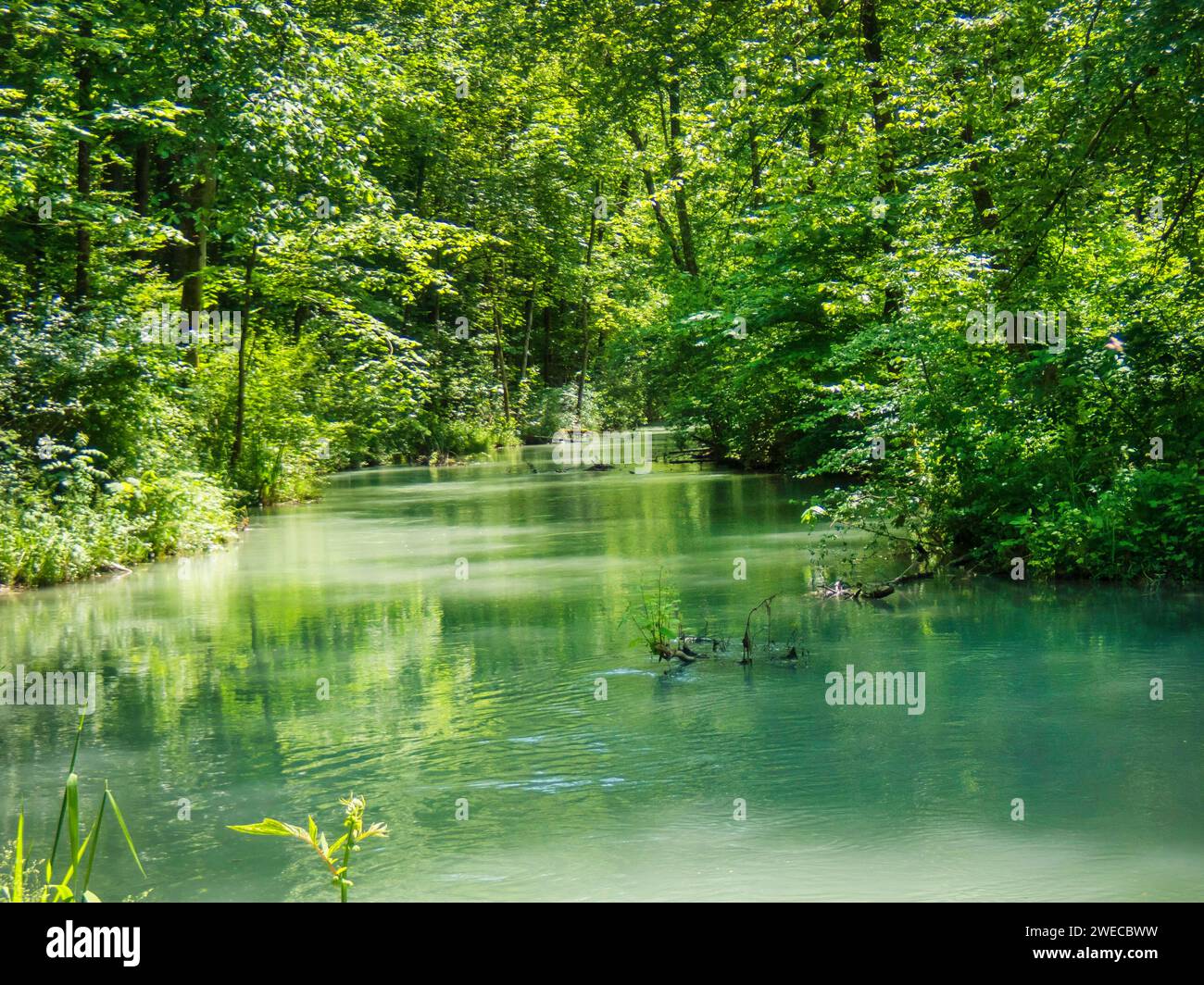 Freilassinger Muehlbach in the Salzach floodplains, Germany, Bavaria ...