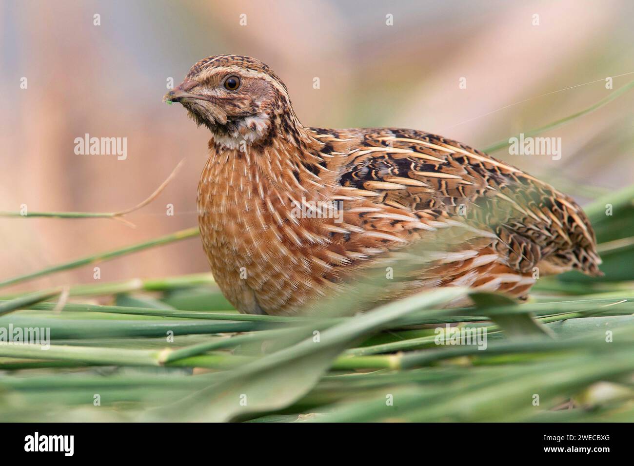 common quail (Coturnix coturnix), perching on grass, side view, Kuwait ...