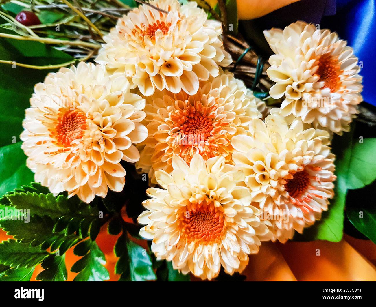 Georginas hi-res stock photography and images - Alamy