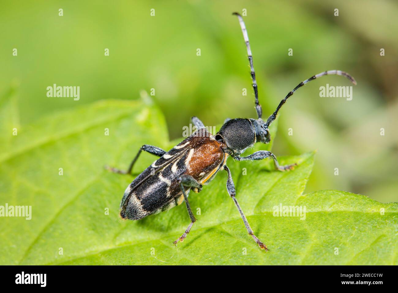 grey-coated longhorn beetle (Anaglyptus mysticus), sitting on a leaf ...