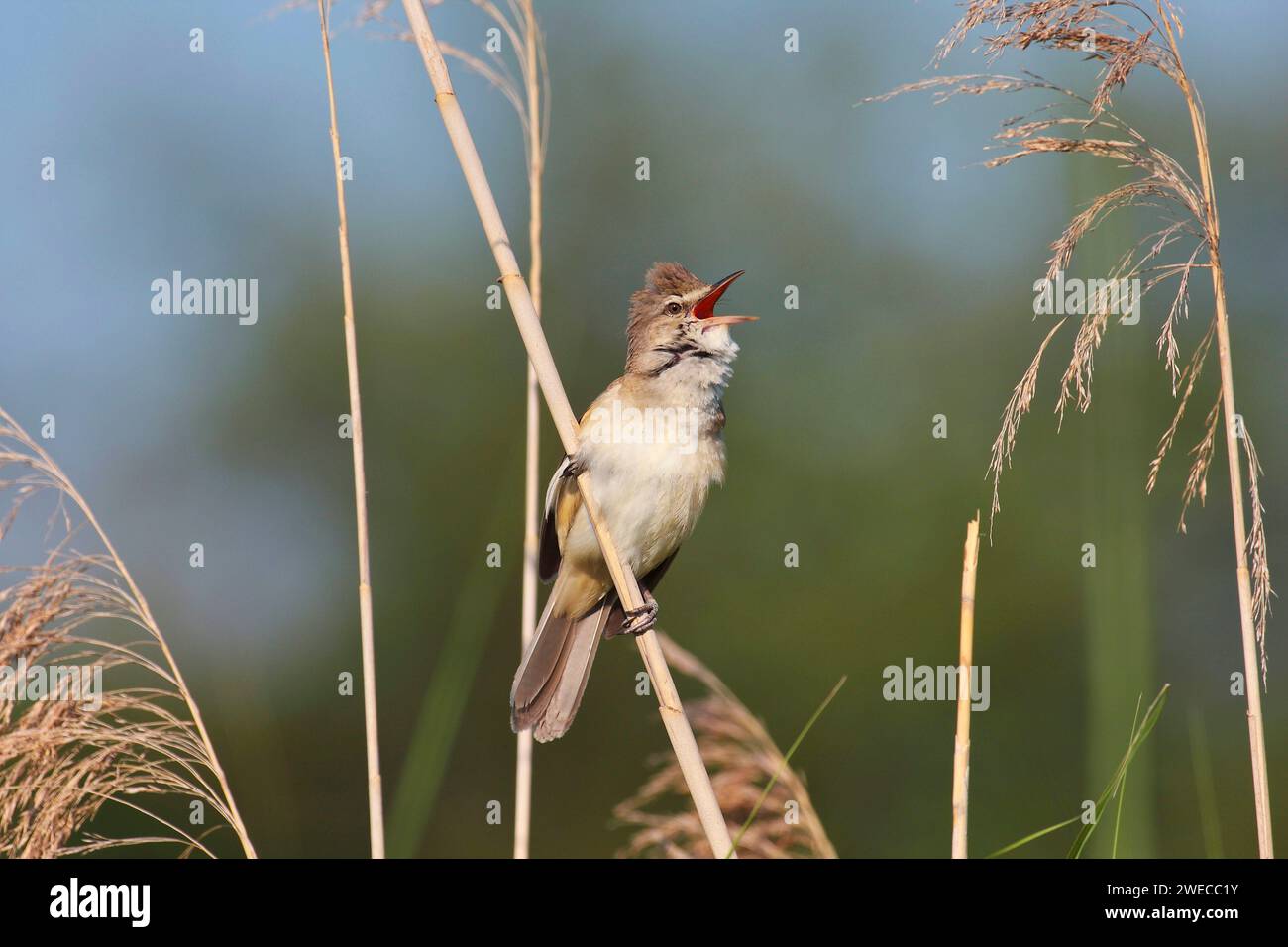 great reed warbler (Acrocephalus arundinaceus), singing male, Germany ...
