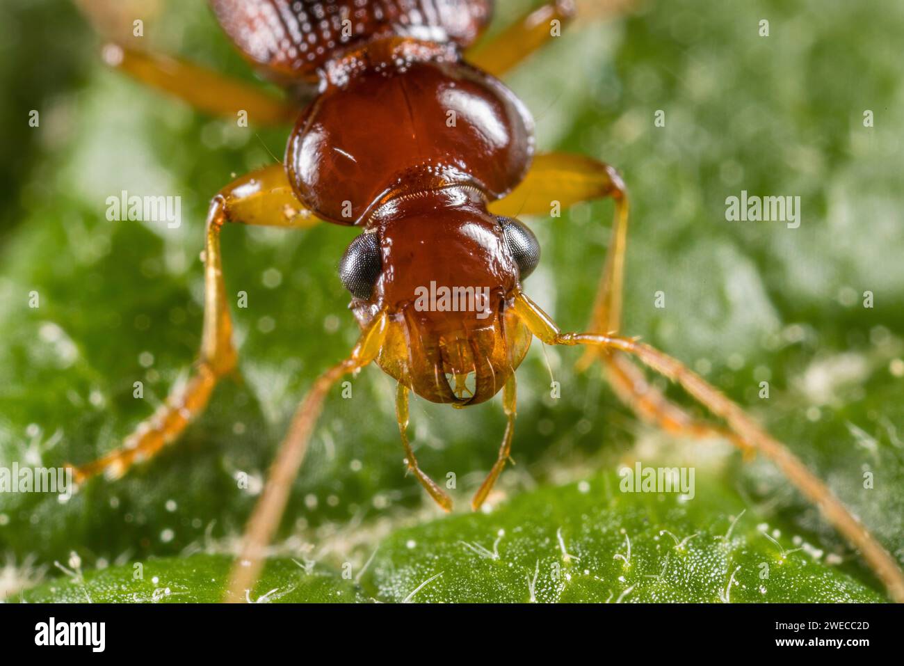 Black-headed beard runner (Leistus ferrugineus), portrait, Germany ...