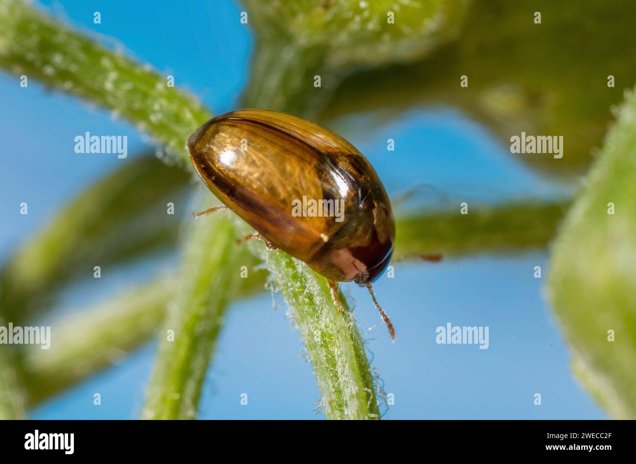 shining flower beetle (Olibrus corticalis), sitting on a plant, Germany ...