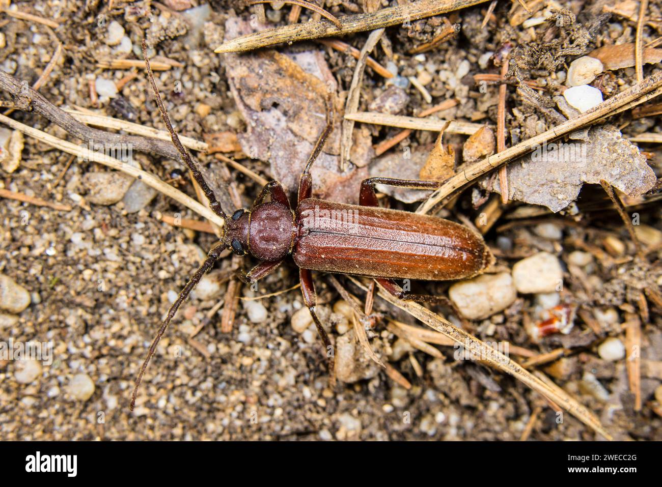Rusty longhorn beetle, Rust pine borer (Criocephalus rusticus ...