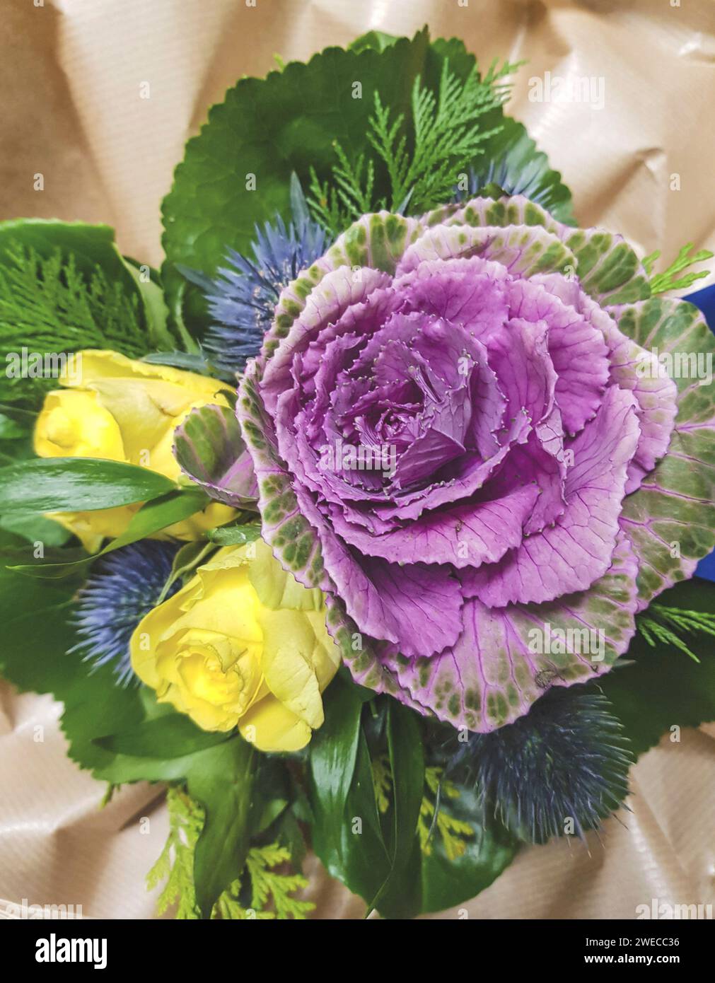 Cabbage roses hi-res stock photography and images - Alamy
