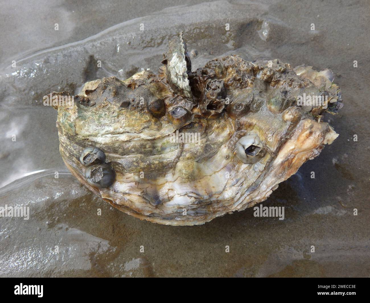 Pacific oyster, giant Pacific oyster, Japanese oyster (Magallana gigas ...