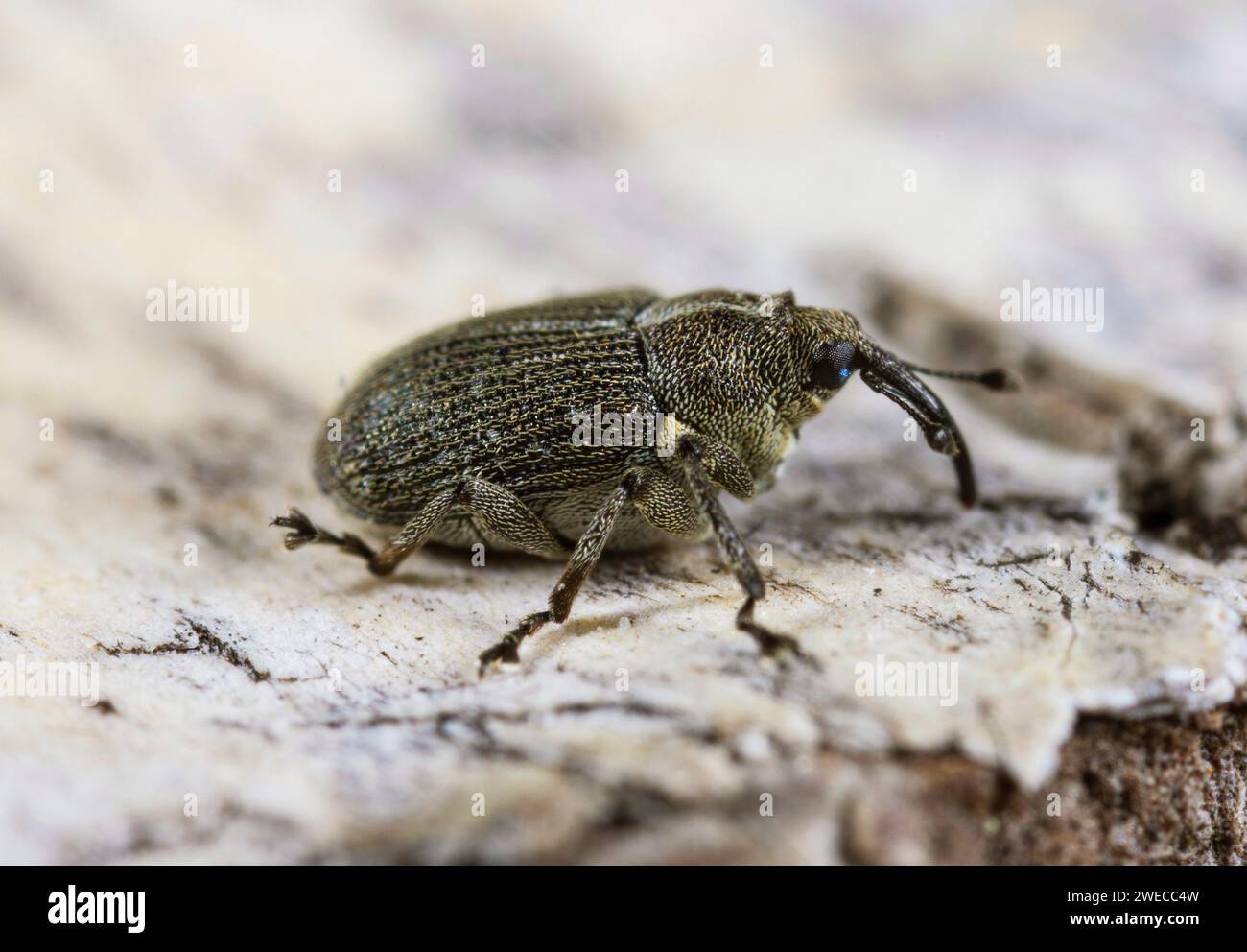 cabbage seedpod weevil (Ceutorhynchus obstrictus), side view, Germany ...