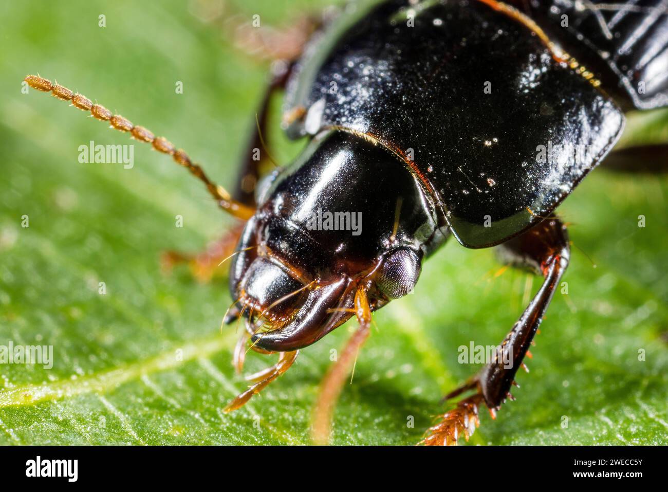 Harpalus beetle hi-res stock photography and images - Alamy
