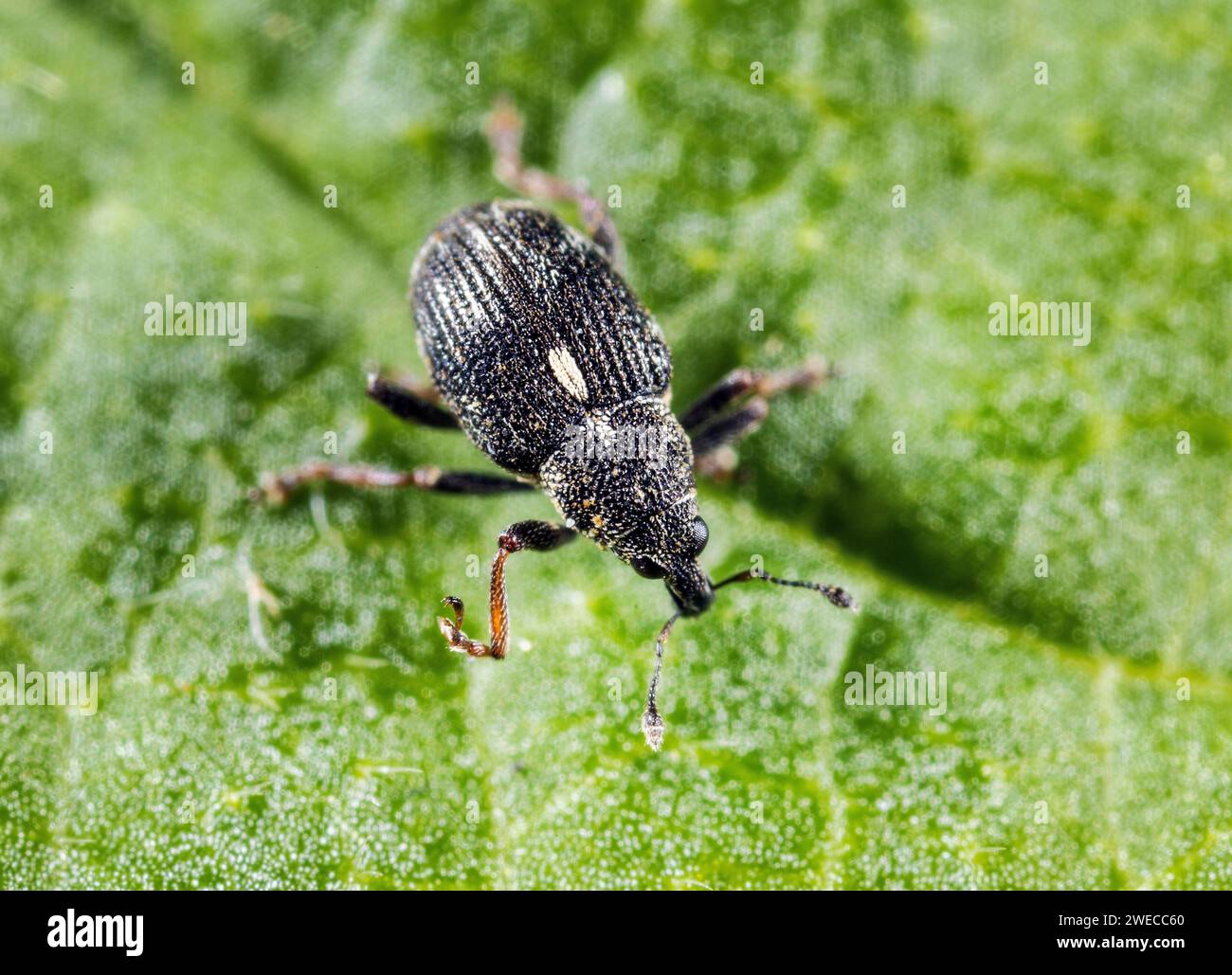 weevil (Rhinoncus perpendicularis), sitting on a leaf, top view ...