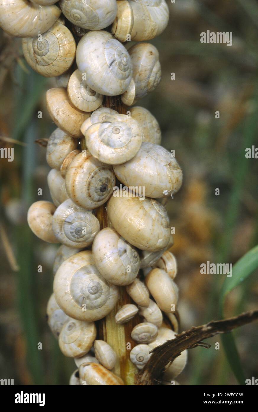 White heath snail helicella obvia hi-res stock photography and images ...