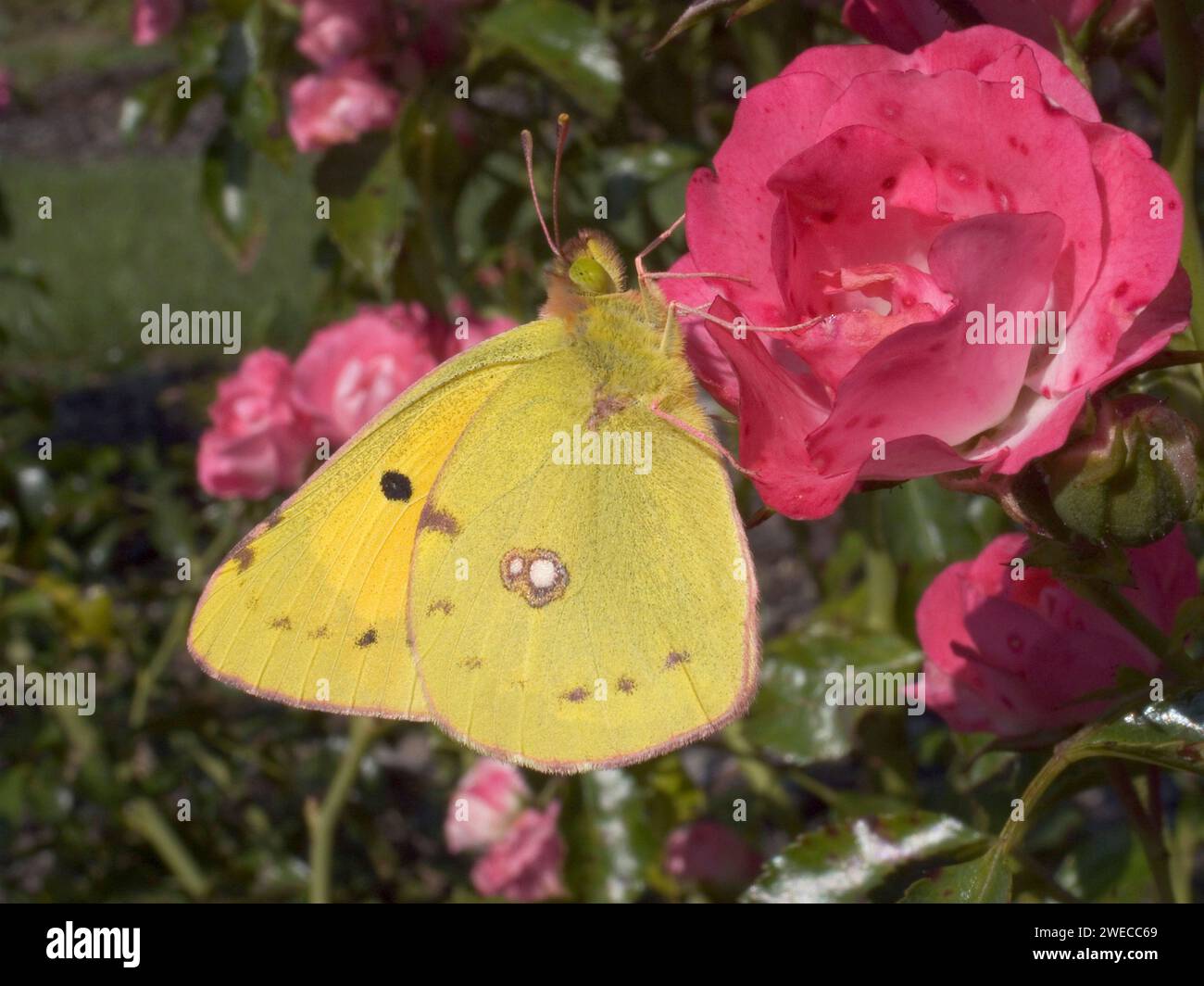 Dark Clouded Yellow, Common Clouded Yellow (Colias croceus, Colias ...