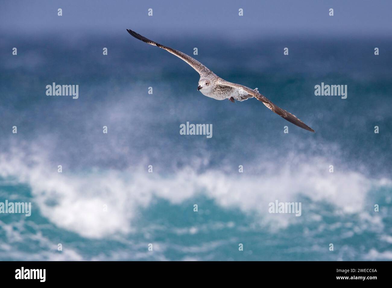 greater black-backed gull (Larus marinus), immature in flight over the ...