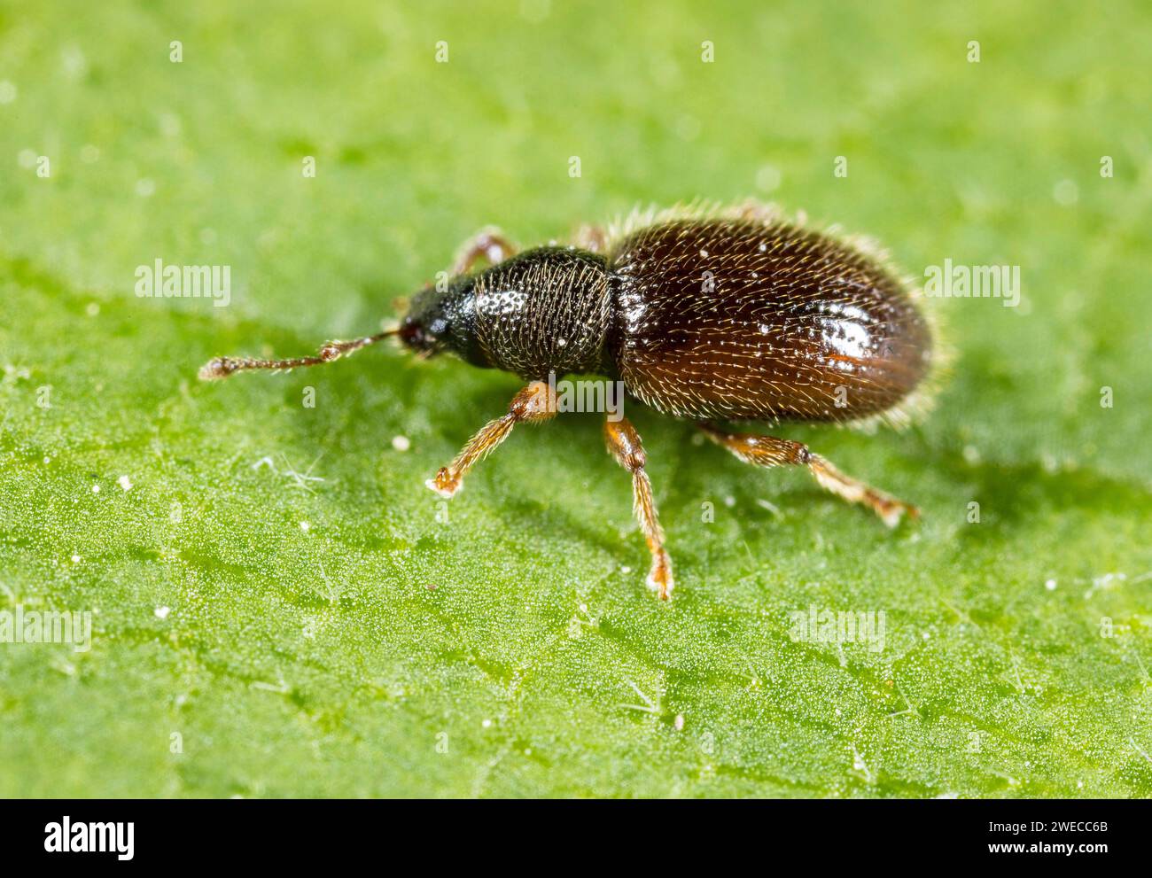 weevil (Barypeithes pellucidus, Exomias pellucidus), sitting on a leaf ...