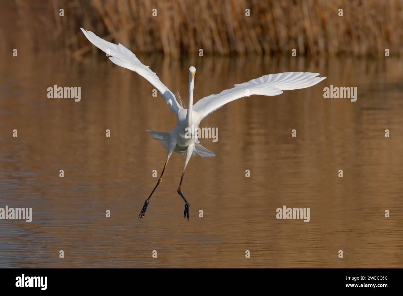 great egret, Great White Egret (Egretta alba, Casmerodius albus, Ardea ...