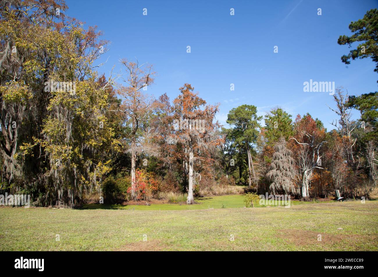 Beautiful Nature Landscape at a Plantation in South Carolina with Oak ...
