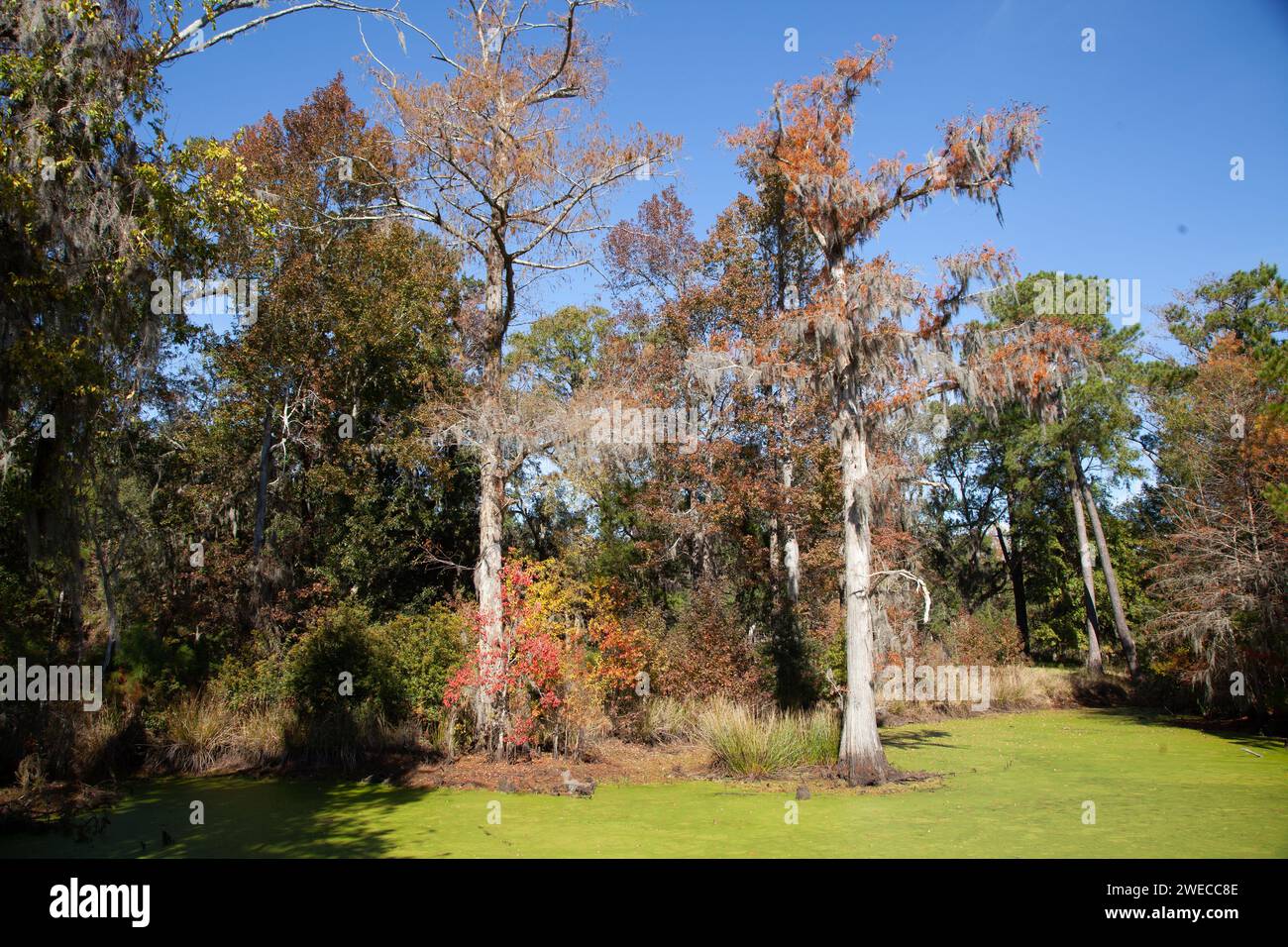Beautiful Nature Landscape at a Plantation in South Carolina with Oak ...