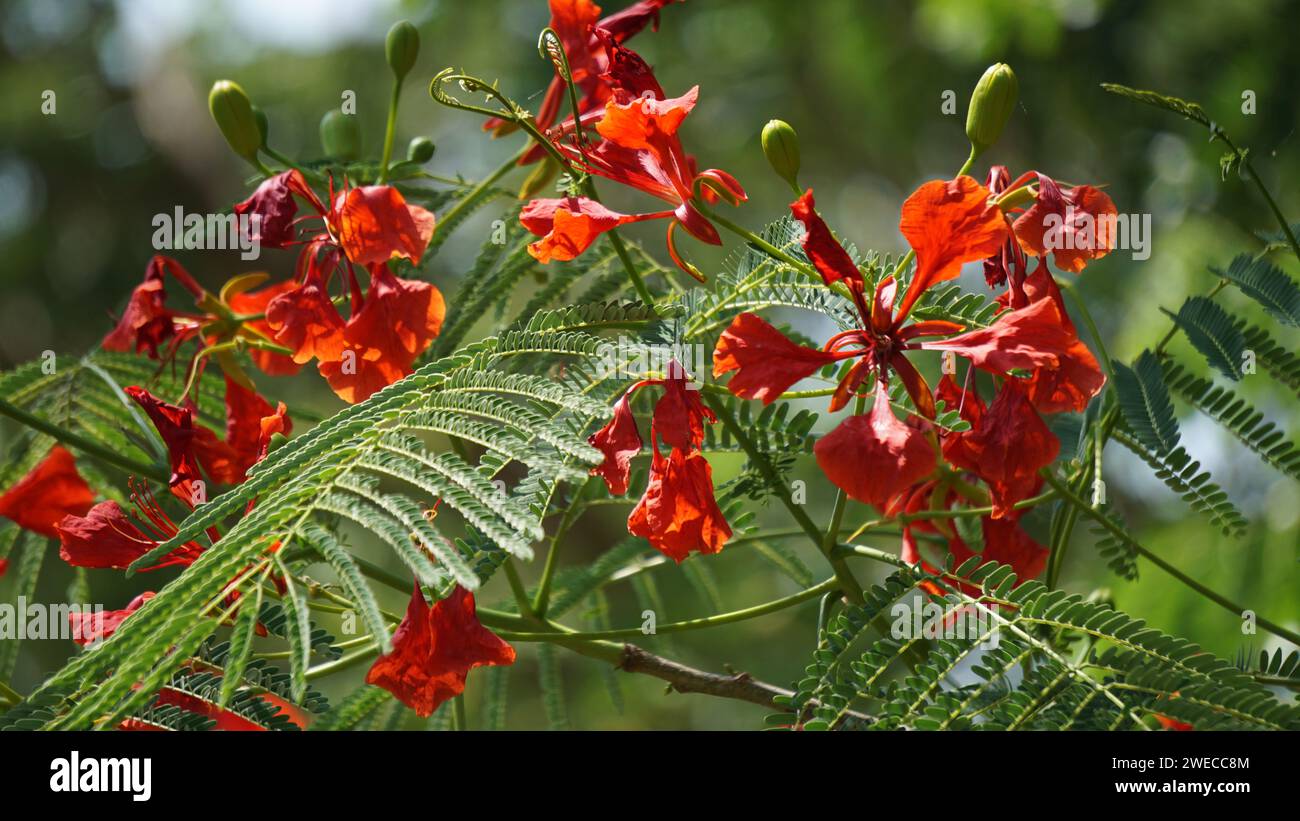 Pohon semarak api hi-res stock photography and images - Alamy