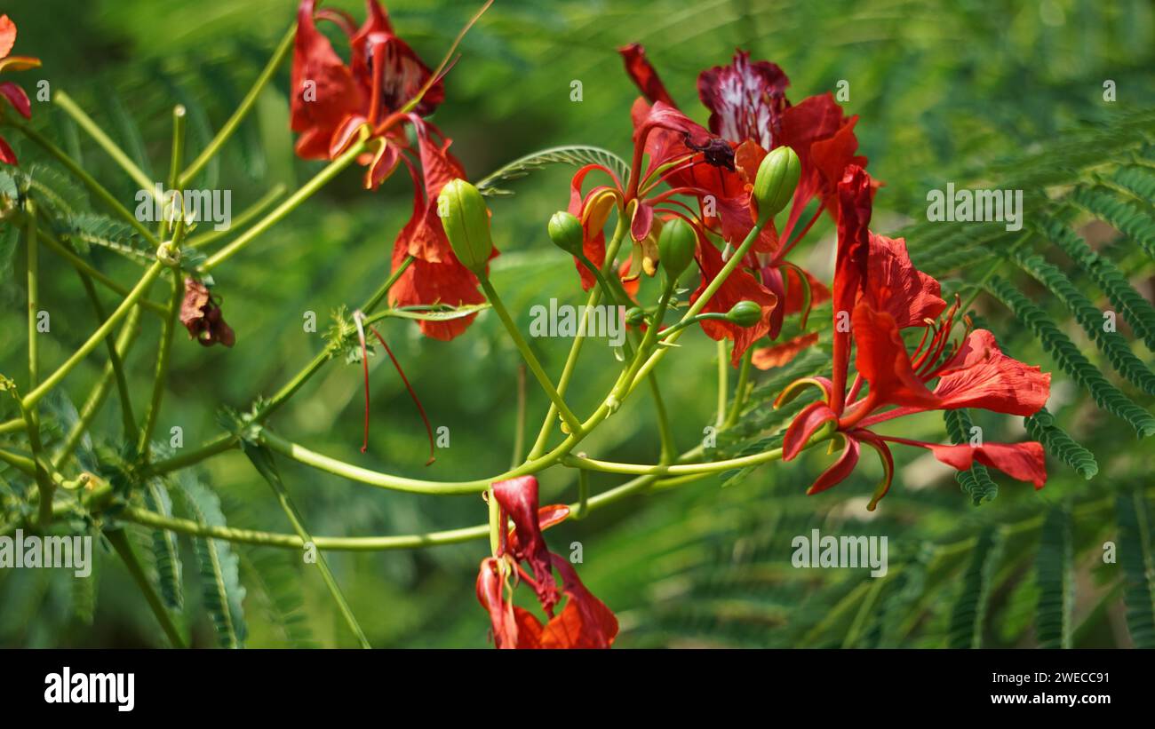 Delonix regia (Also called pohon Semarak Api, Flamboyan, royal ...